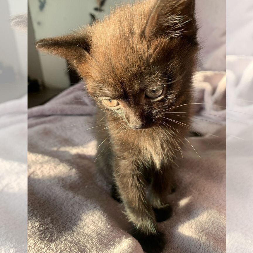 Котёнок в добрые руки