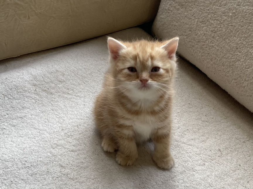 Котята шотландской породы