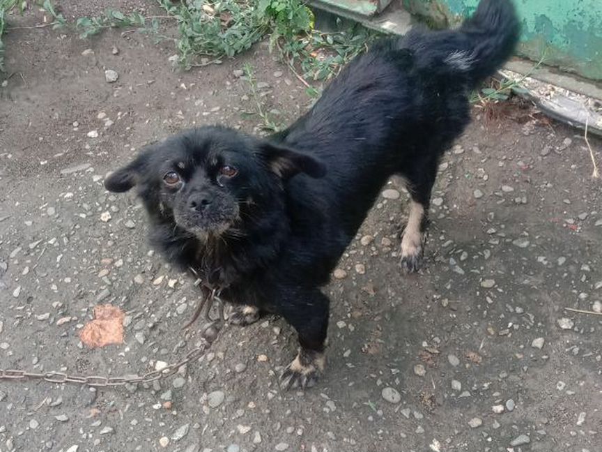 Собачка ищет семью