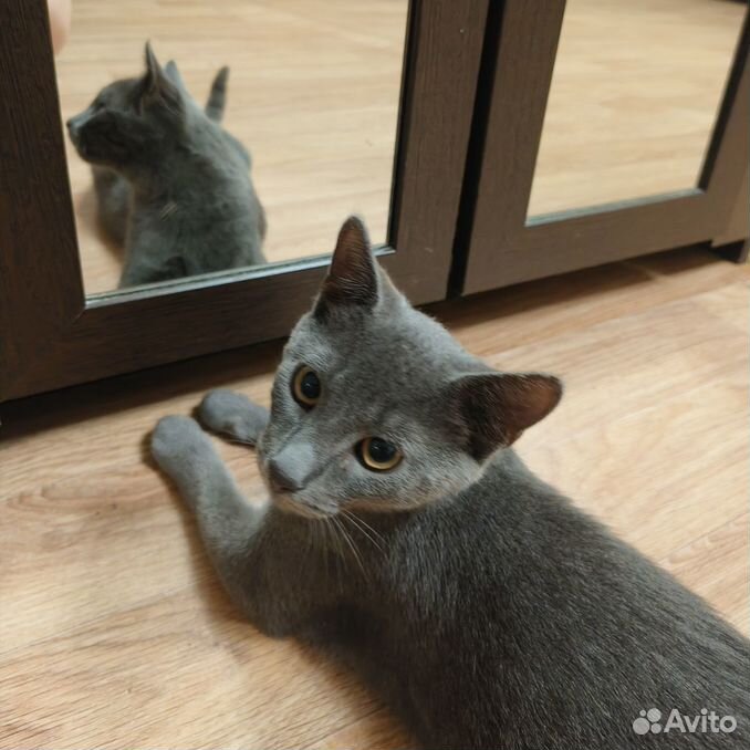 Котята русской голубой