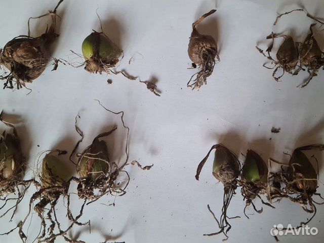 Орхидея Плейоне pleione formosana купить в Москве | Товары для дома и ...