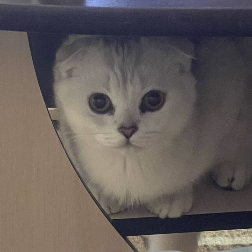 Шотландский вислоухий короткошёрстный котёнок