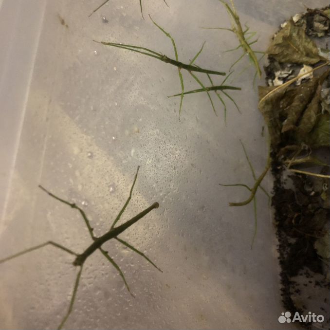 Палочники аннамские