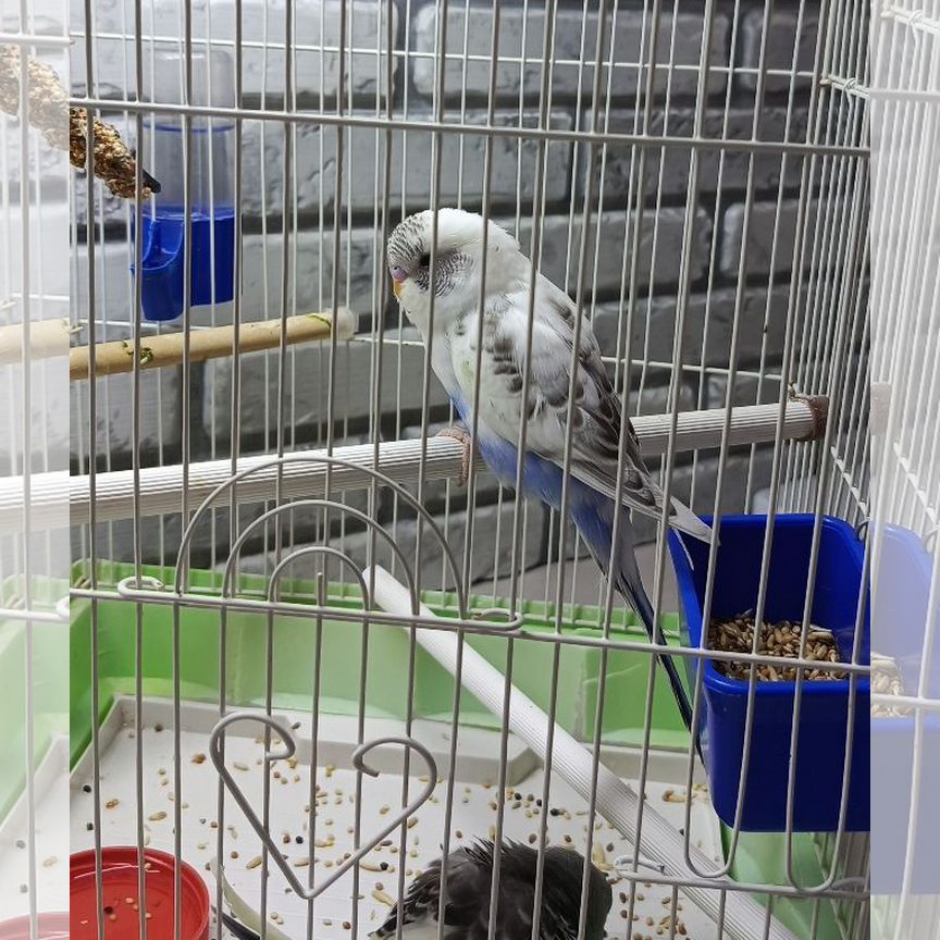 Волнистый попугай