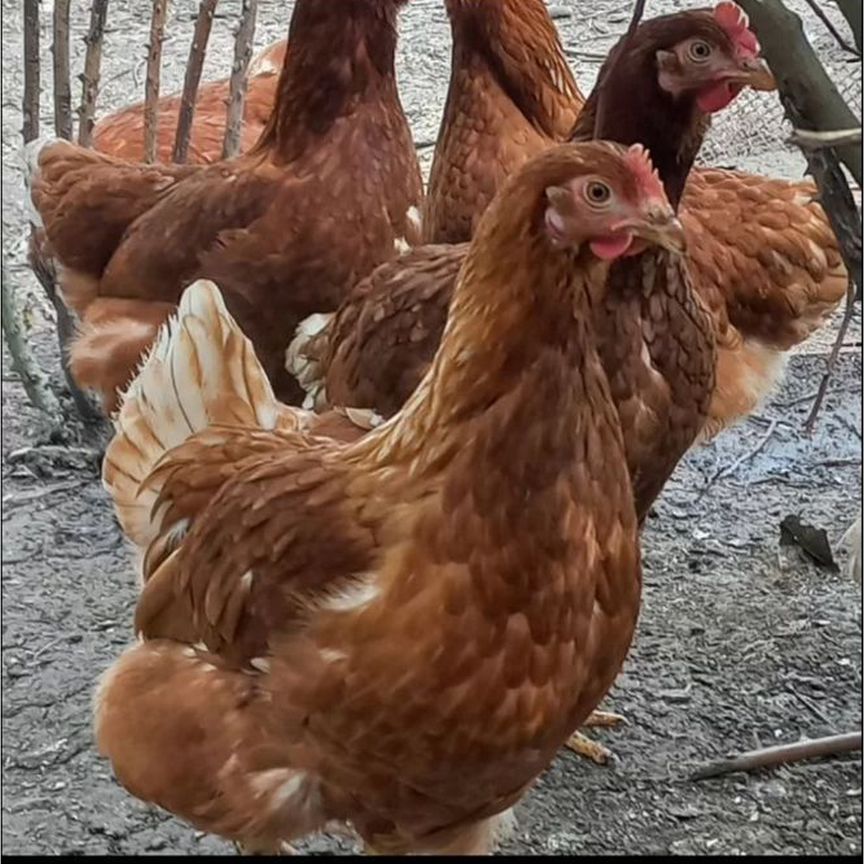 Куры несушки