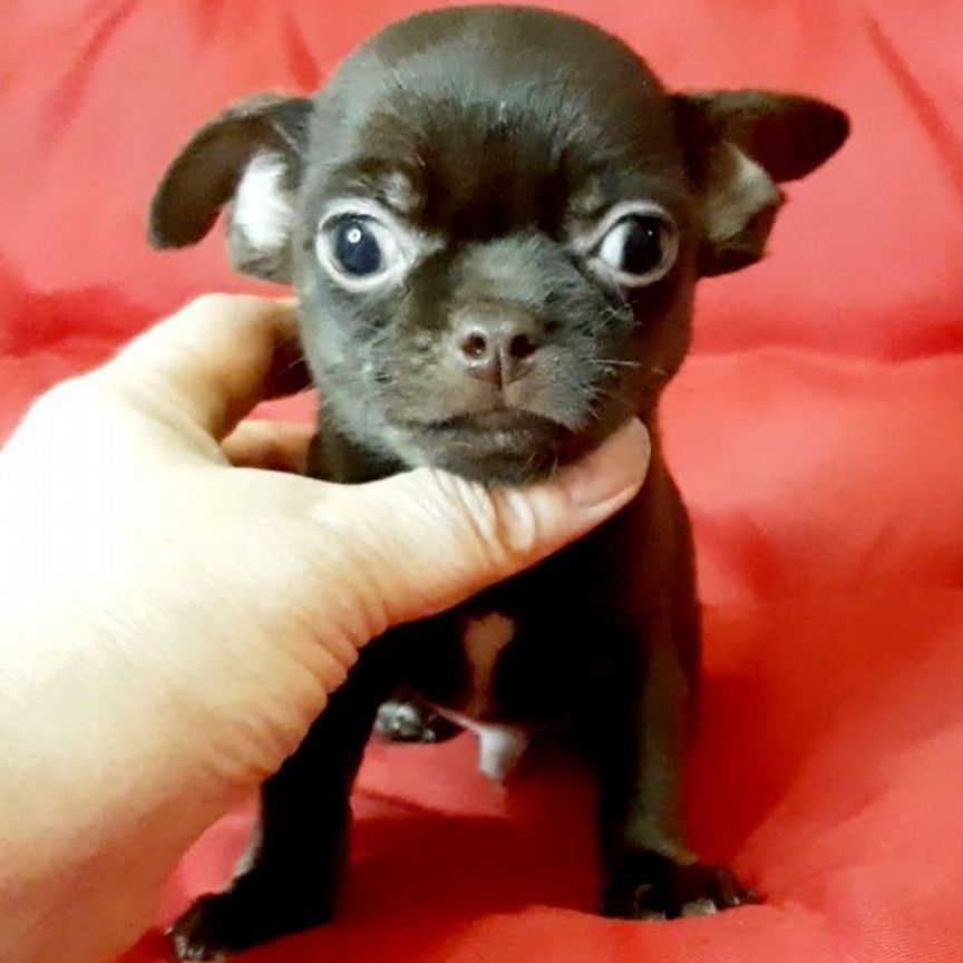 Мини мальчик Чихуахуа