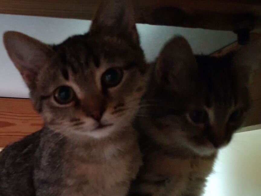 Кошка в дар бесплатно