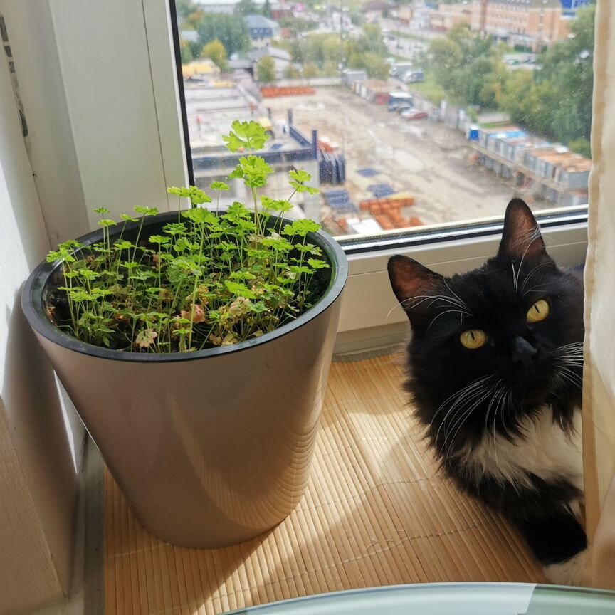 Ласковая кошка в дар, 1,5 года, стерилизована