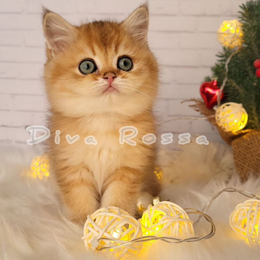 Котенок золотой шотландец