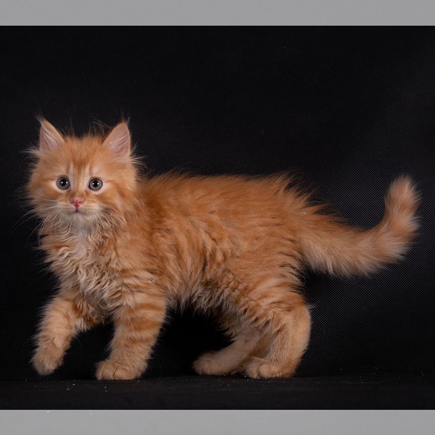 Котенок с документами сибирский рыжий