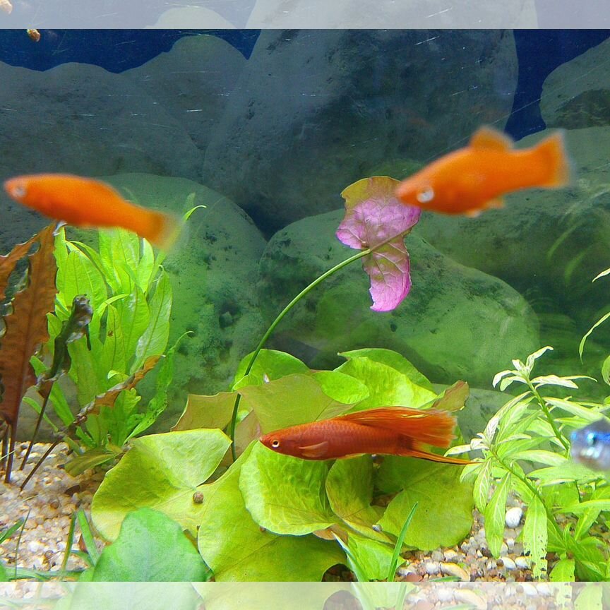 Меченосцы флаговые