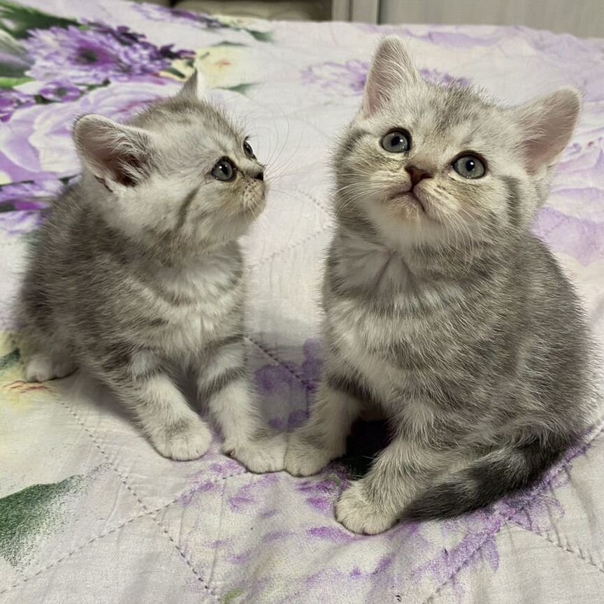 Котенок шотландский девочка