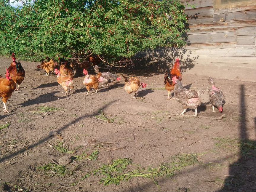 Куры несушки продам