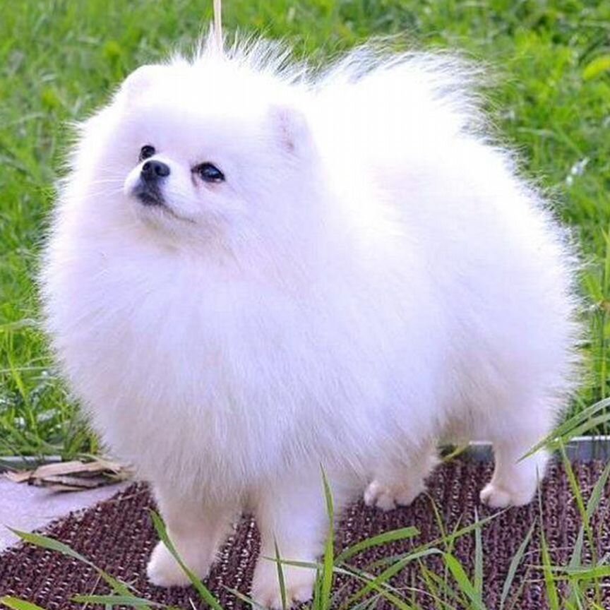 Кобель шпиц для вязки