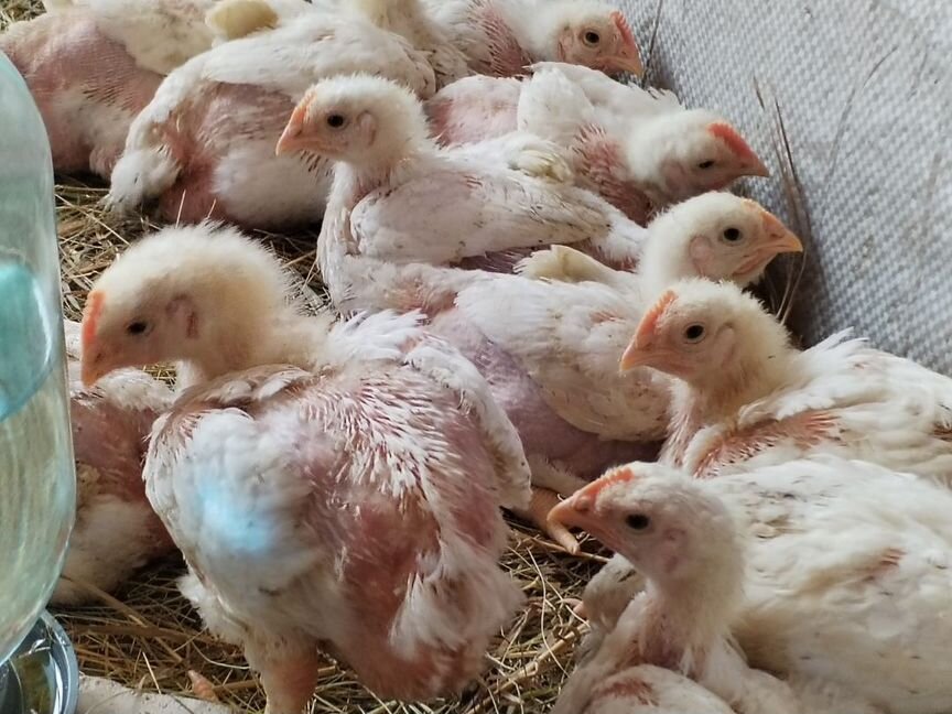 Цыплята бройлеры кобб 500