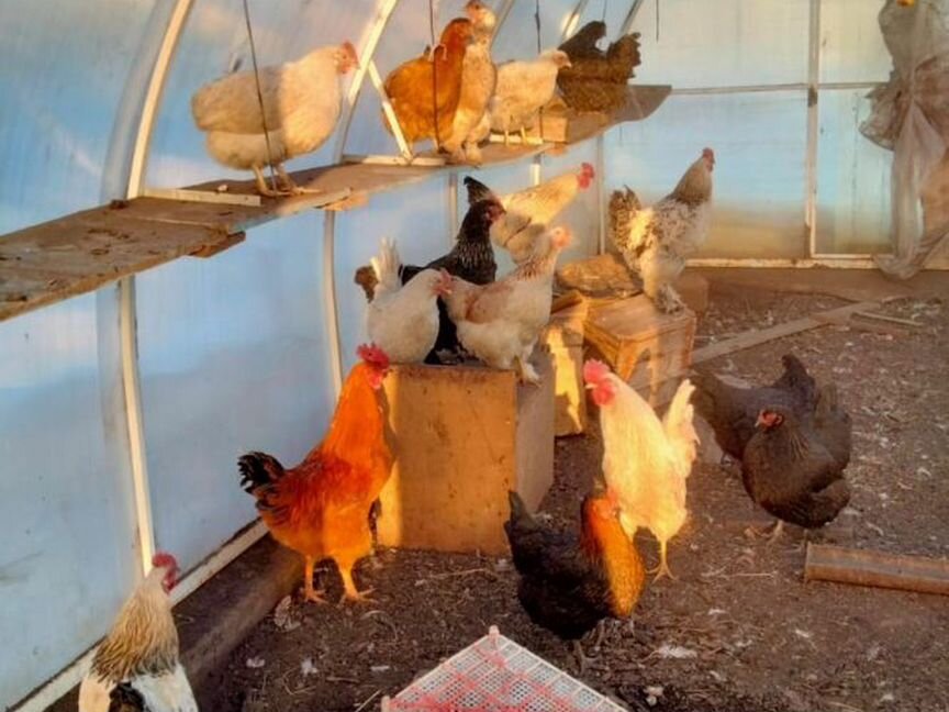 Продажа домашней птицы