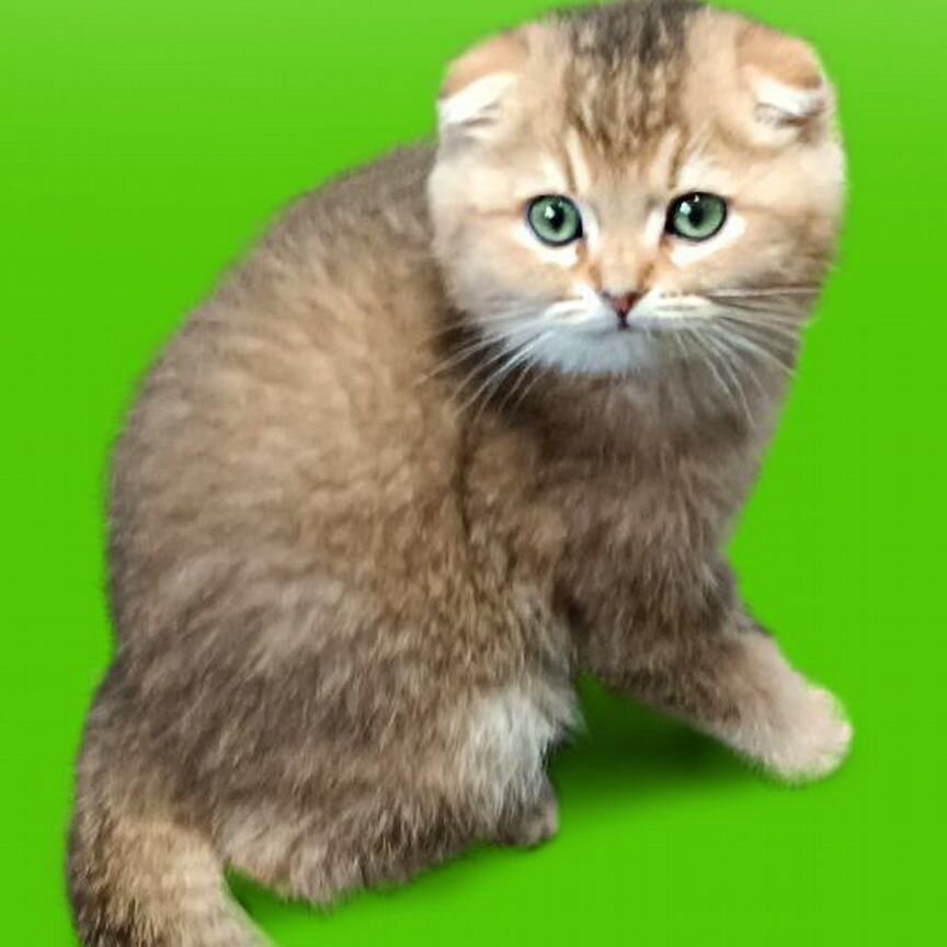 Шотландский вислоухий короткошёрстный котёнок