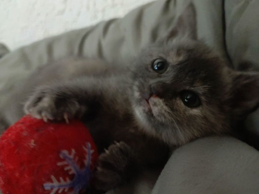 Отдам в добрые руки