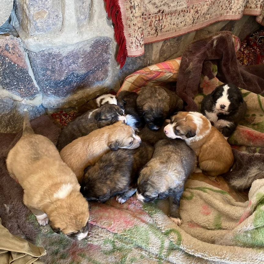 Щенки бесплатно