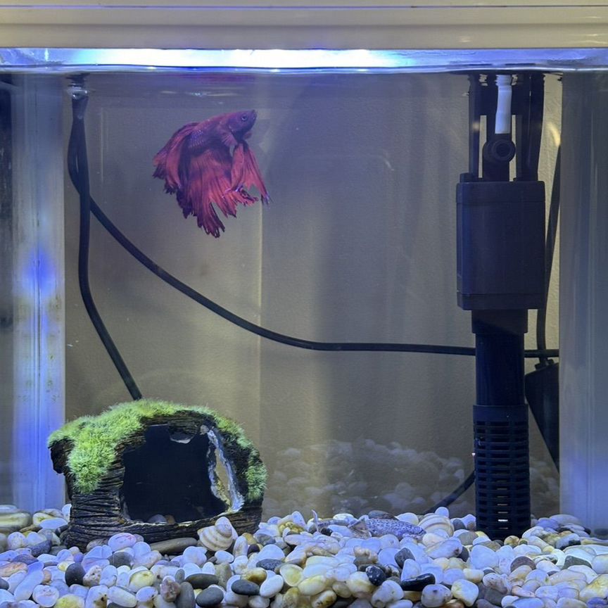 Аквариум с рыбкой и лягушкой