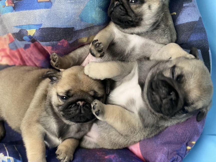 Щенки мопса москва и московская область