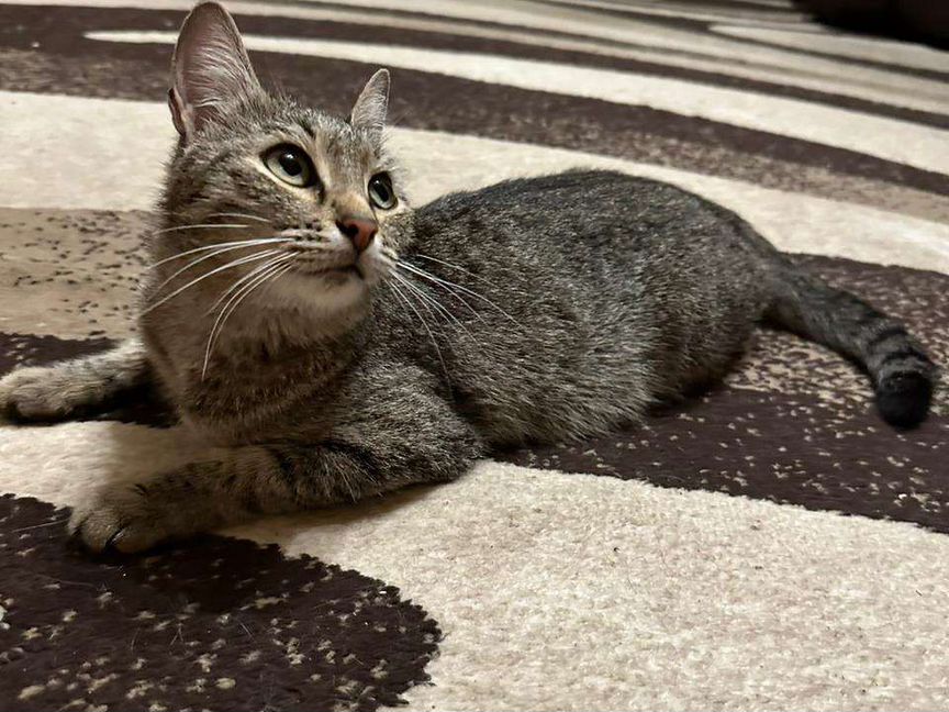 Кошка