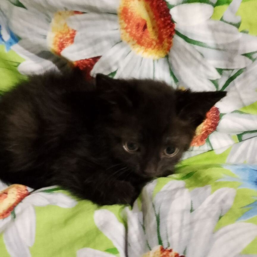 Котёнок в добрые руки