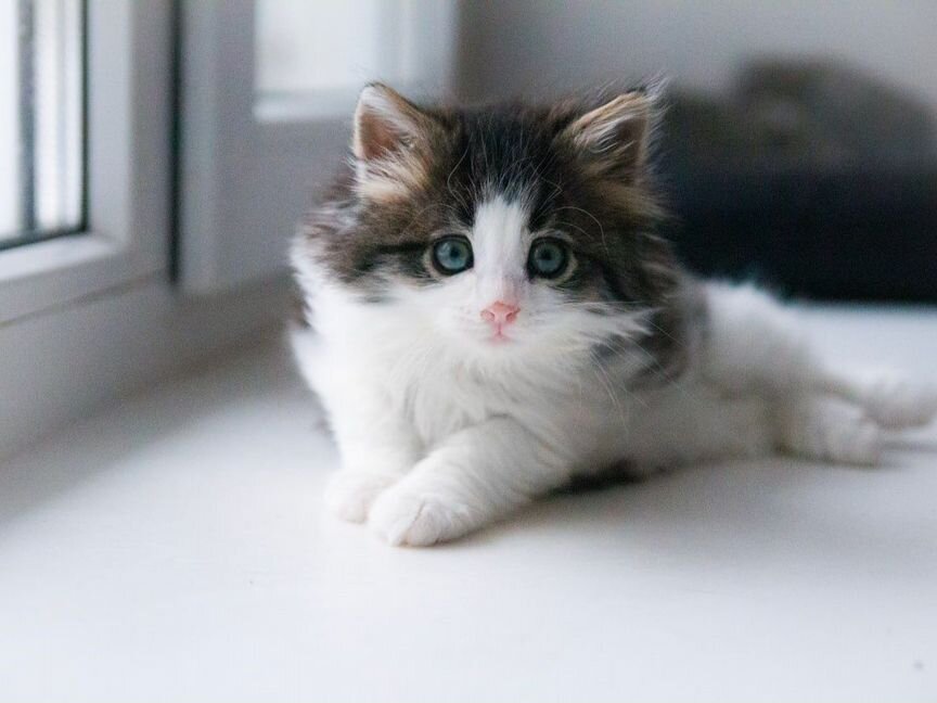 Котенок девочка