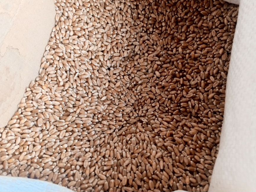 Зерно пшеница ячмень и т.д