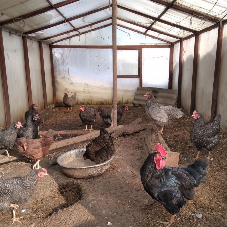 Куры молодки домашние