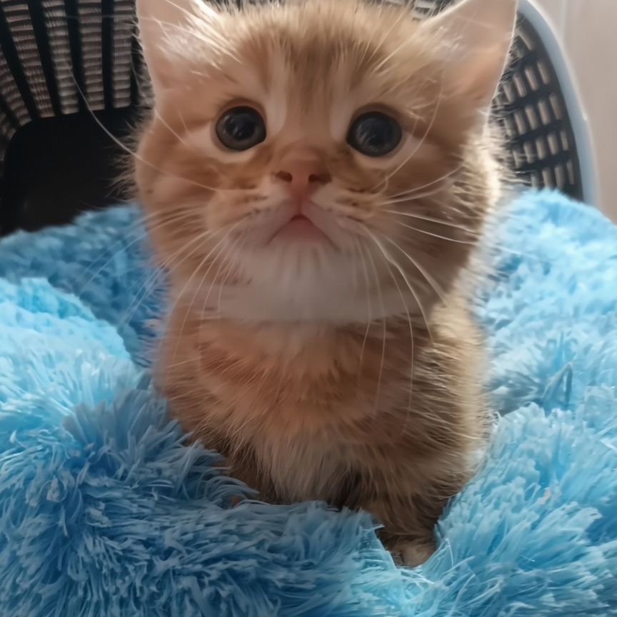 Манчкин котёнок