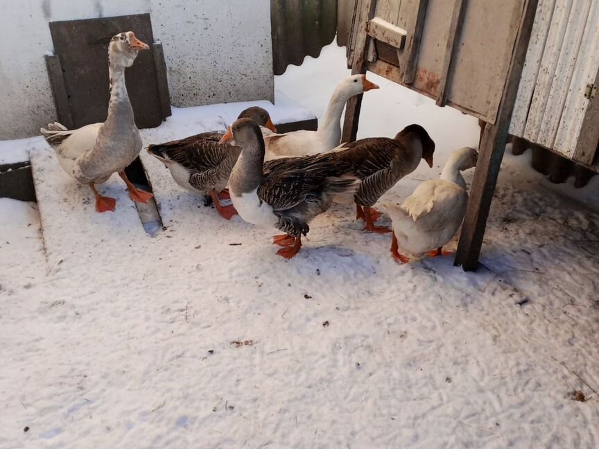 Гуси семья 2 гусака 4 гусыни