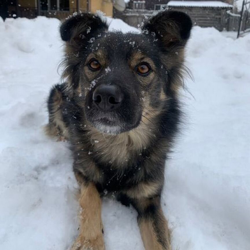 Немецкая овчарка, взрослая собака