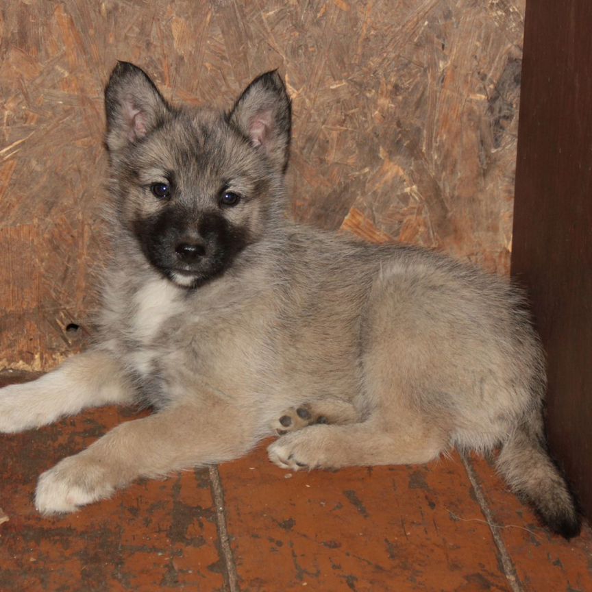 Щенок от частного владельца