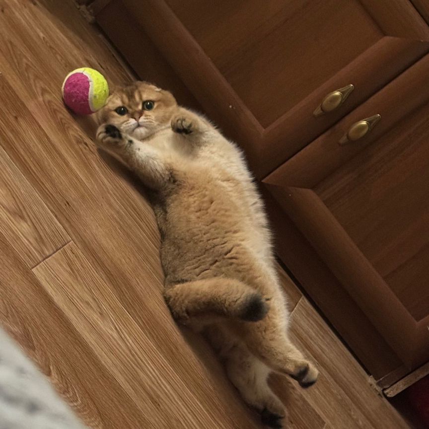 Скотиш фолд