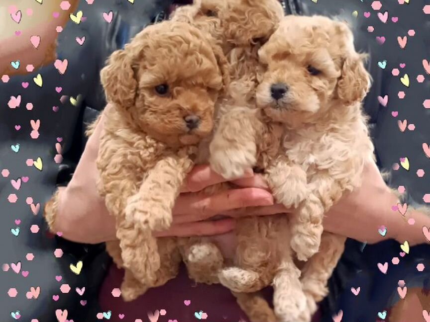 Мальтипу и мальтез. Рассрочка