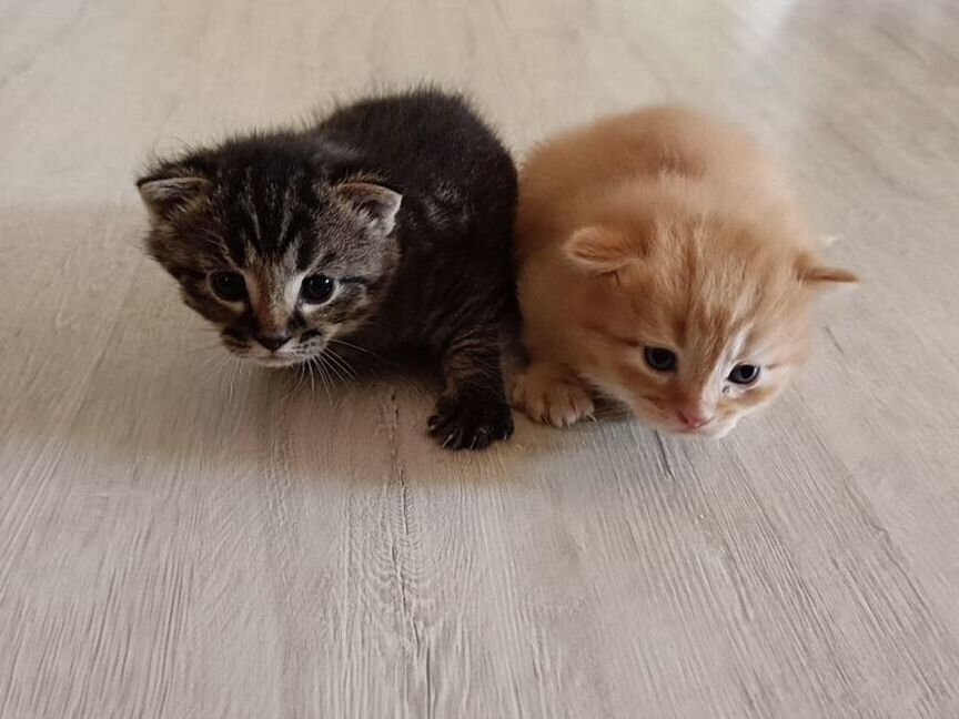Шотландские котята