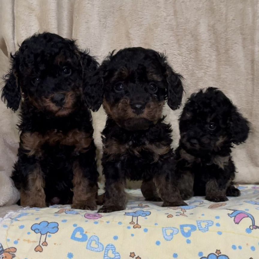 Той-пудель phantom мальчишка