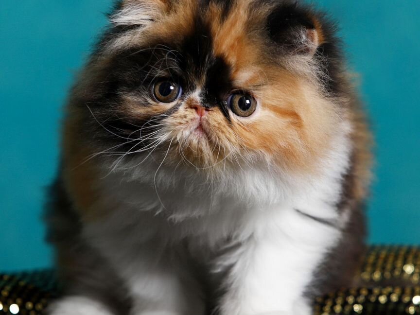 Персидские котята