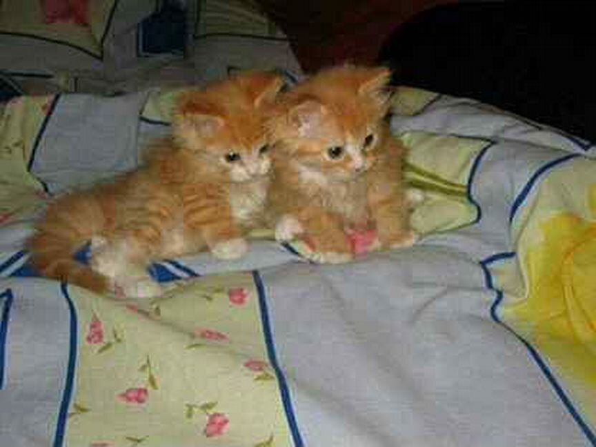 Сибирские Котята