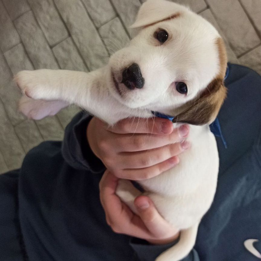 Джек-рассел-терьер, щенок