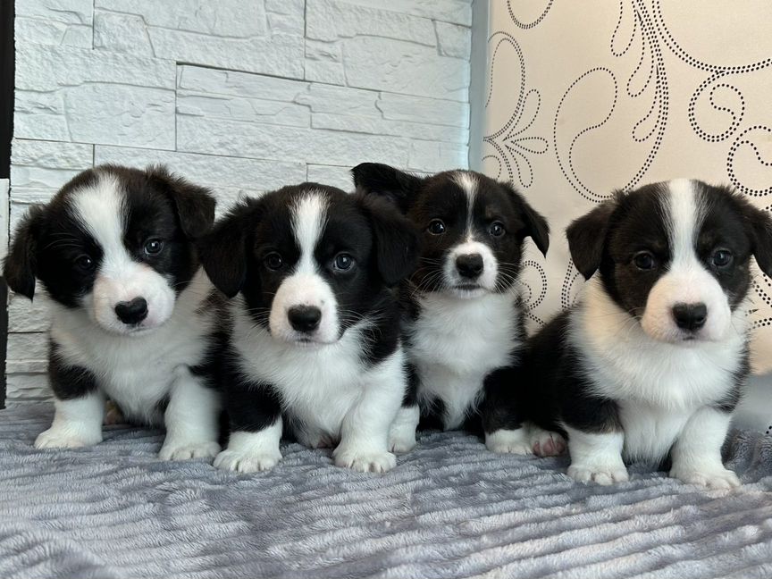 Малыши вельш-корги кардиган