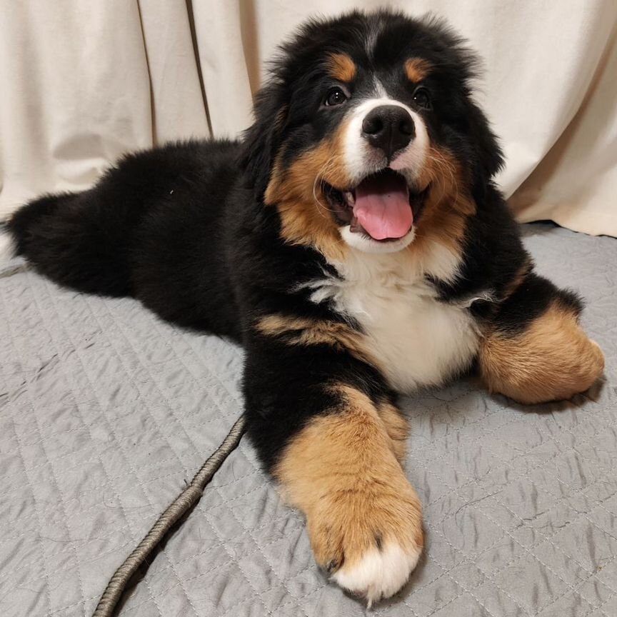 Бернский зенненхунд, щенок