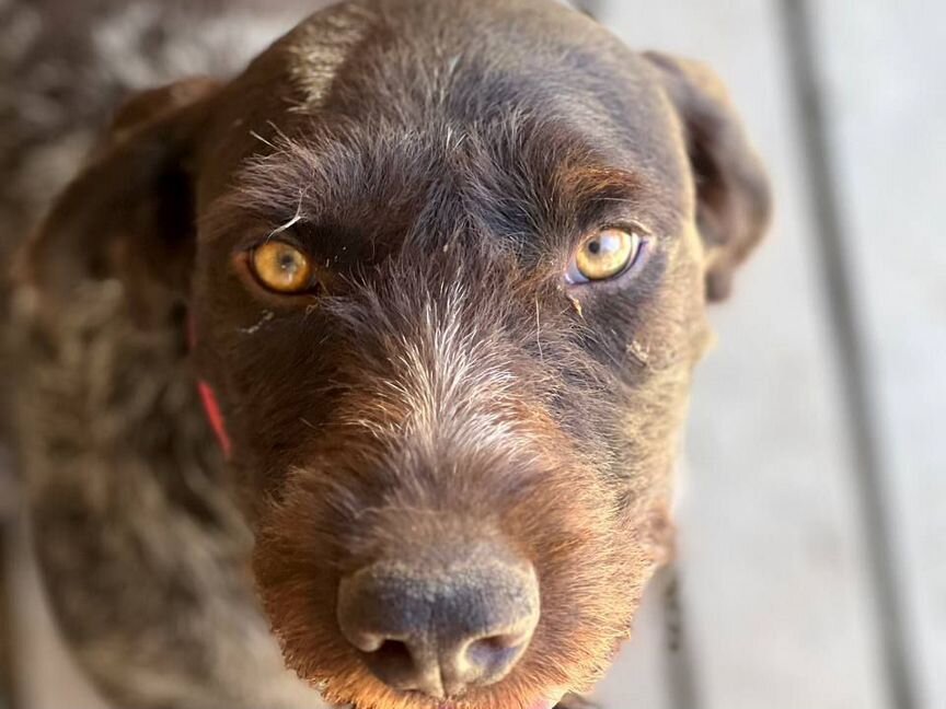 Курцхаар в добрые руки