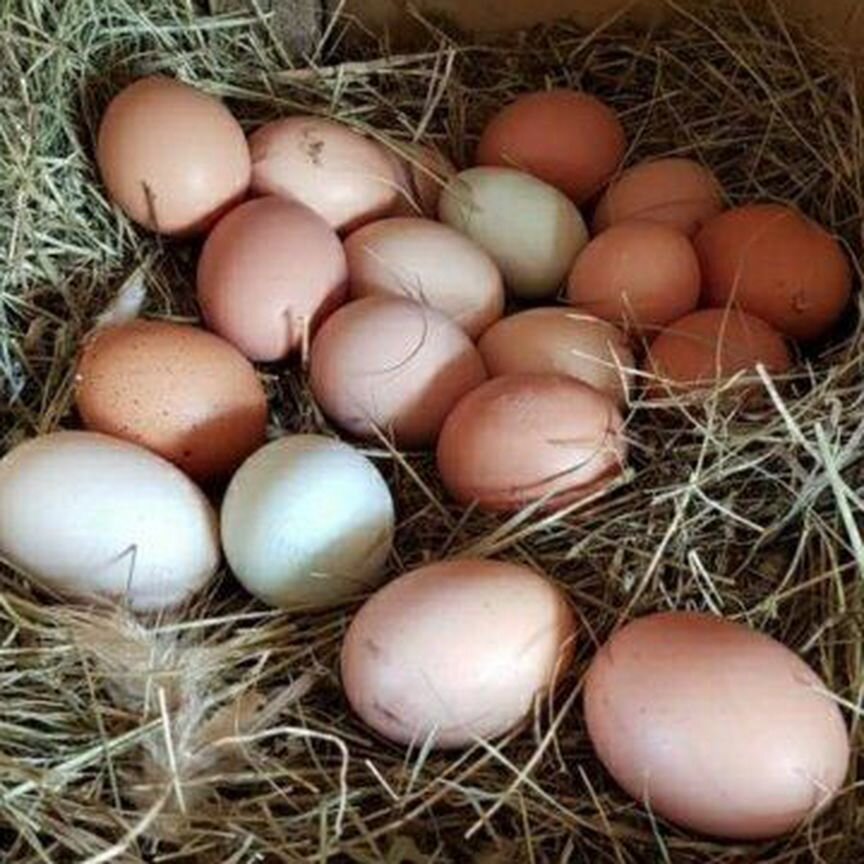 Инкубационные яйца несушки