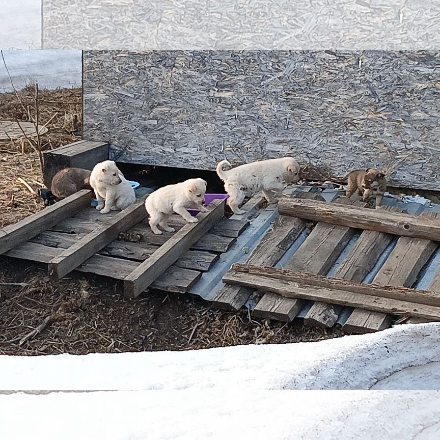 Щенок в добрые руки