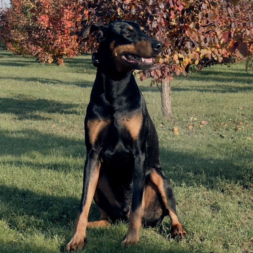 Доберман, взрослая собака