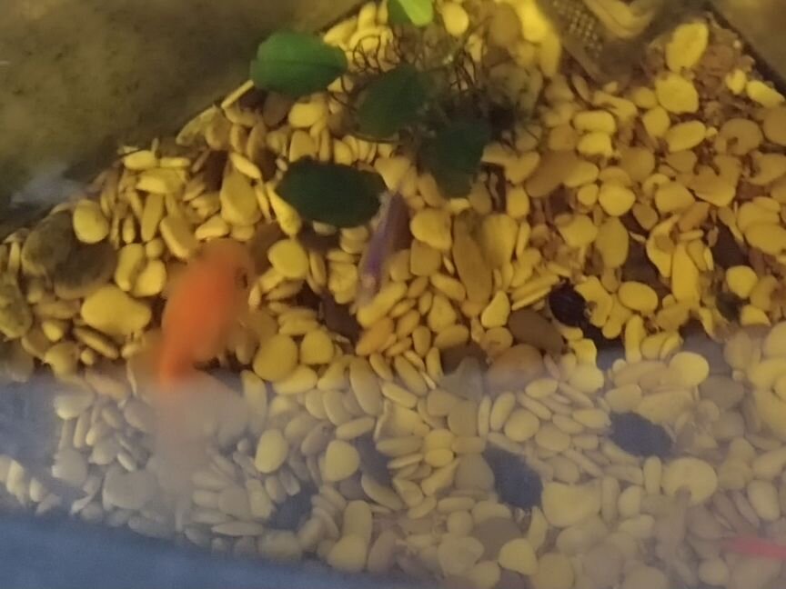 Золотая рыбка телескоп бесплатно