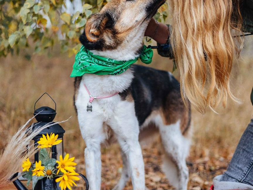 Зита-собаченька с изюминкой ищет дом