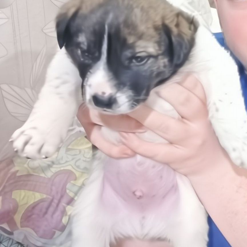 Среднеазиатская овчарка, щенок